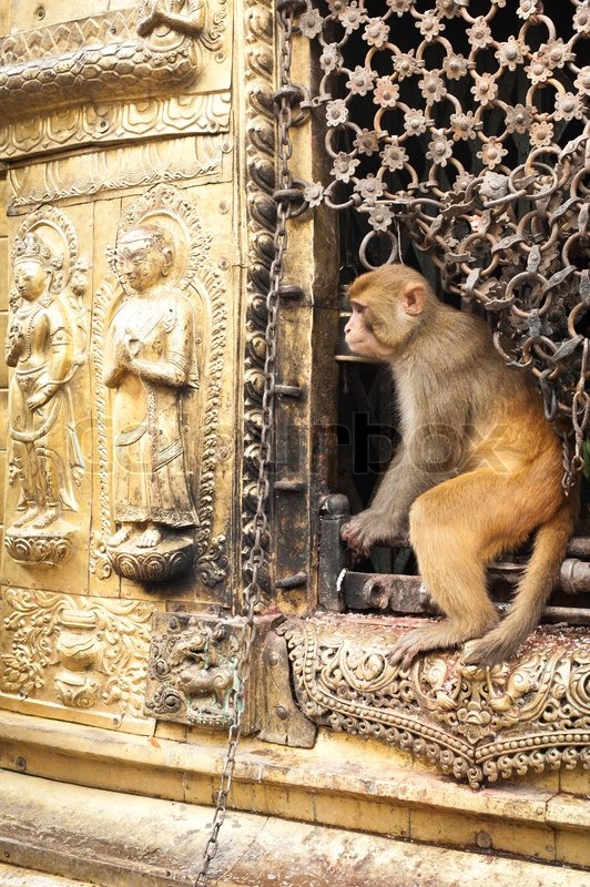 Monkey at Buddhist Shrine Swayambhunath ... | Stock image | Colourbox