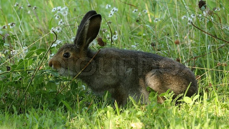 A Hare is eating | Stock image | Colourbox