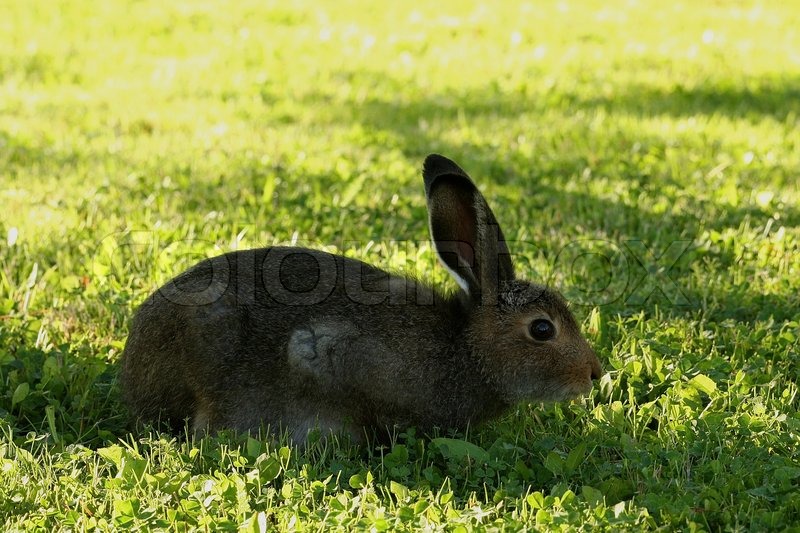 A Hare is eating | Stock image | Colourbox