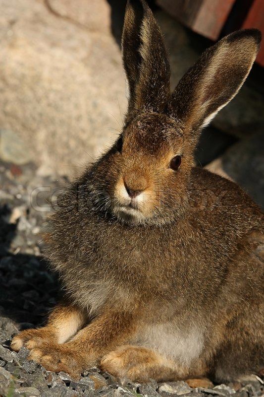 A Hare is sitting at the house ... | Stock image | Colourbox