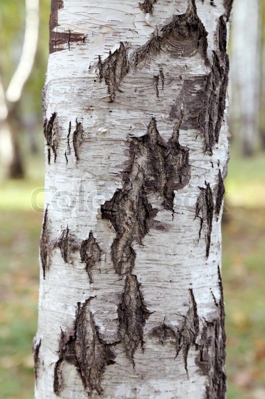 Nahaufnahme der Birke Stamm | Stock Bild | Colourbox