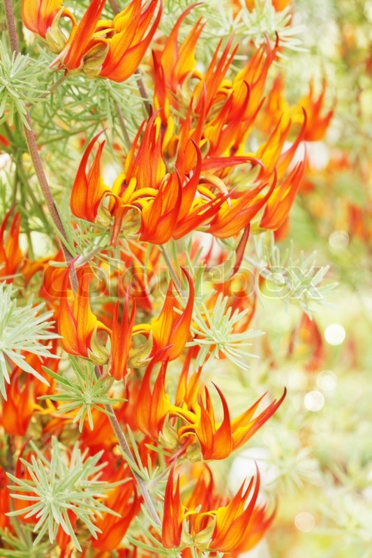 Bush exotic bright orange flower, the ... | Stock image | Colourbox