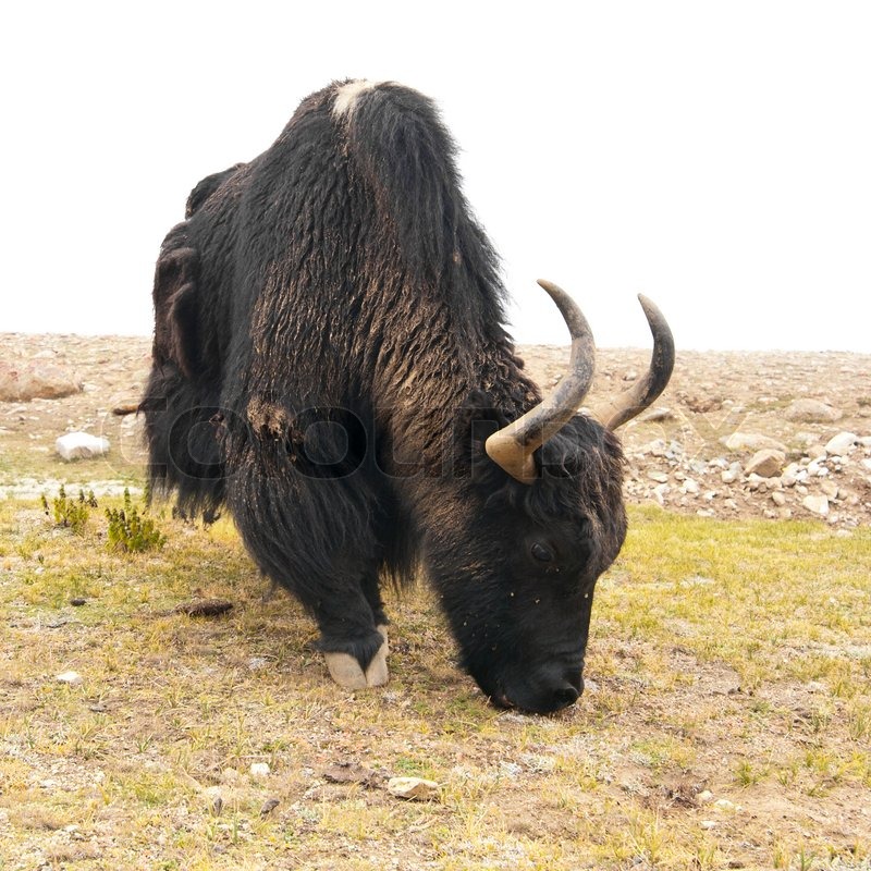 Close up wild yak in Himalaya ... | Stock image | Colourbox