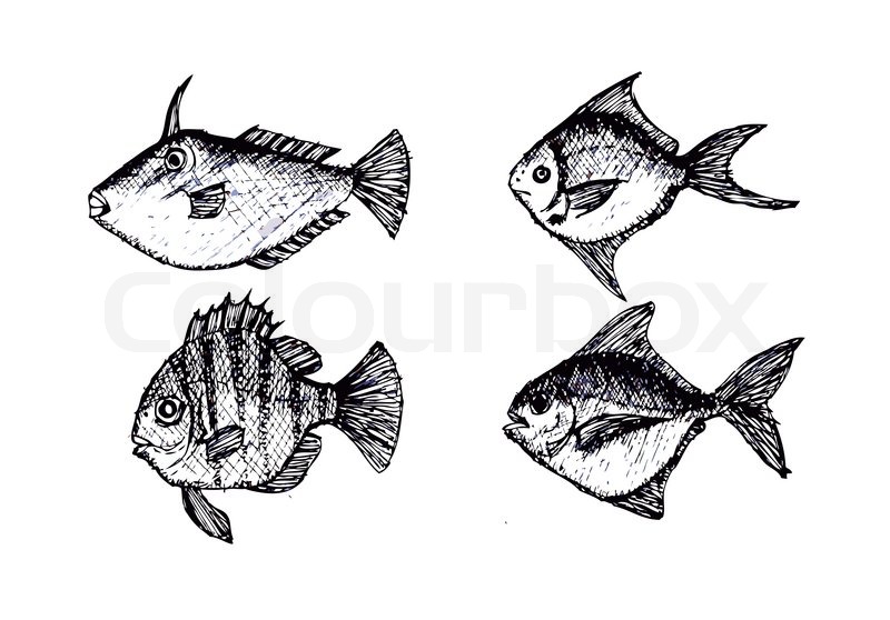 Hand drawn fish Vector illustration | Stock Vector | Colourbox