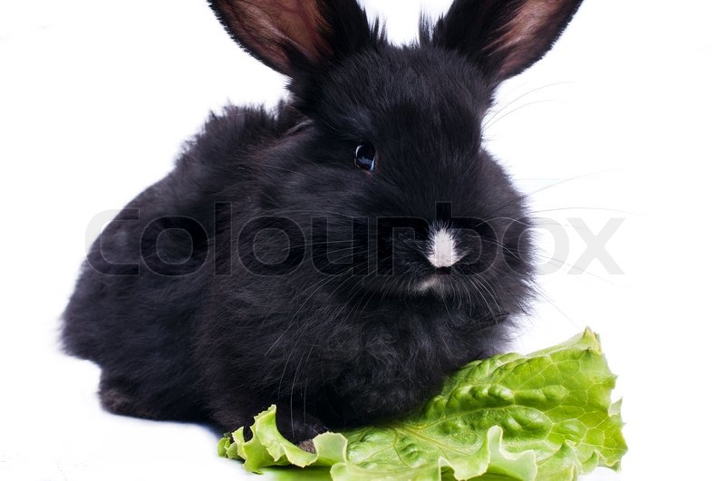 Close-up of cute black rabbit eating ... | Stock image | Colourbox