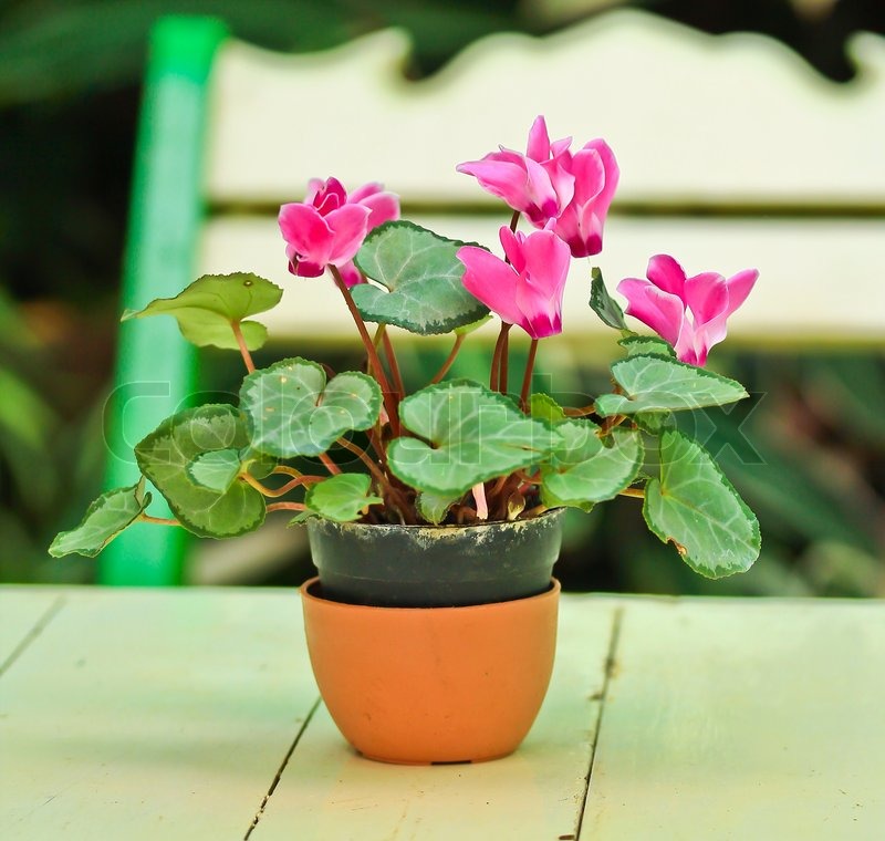 Cyclamen flowers | Stock image | Colourbox