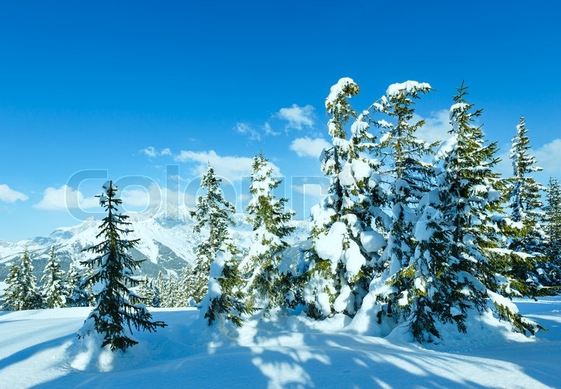 Vinter bjerg gran skov snelandskab ... | Stock foto | Colourbox