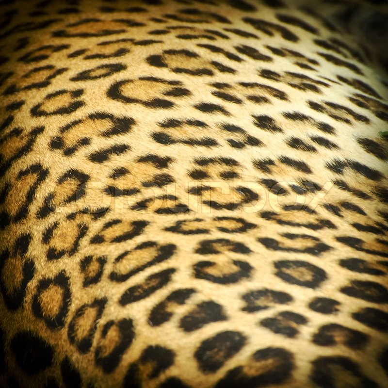 Leopard skin | Stock image | Colourbox