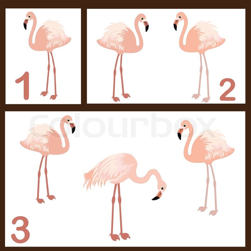 Flamingo -Set | Stock-Vektor | Colourbox