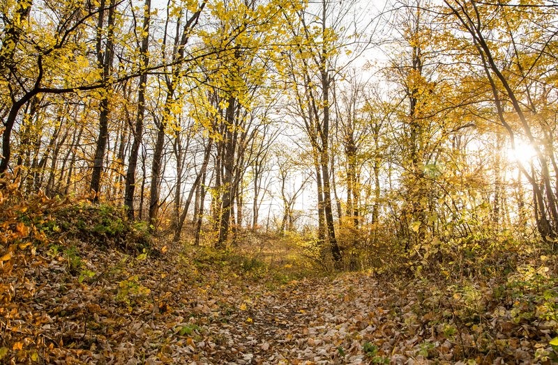Natur der herbstlichen Wald | Stock Bild | Colourbox