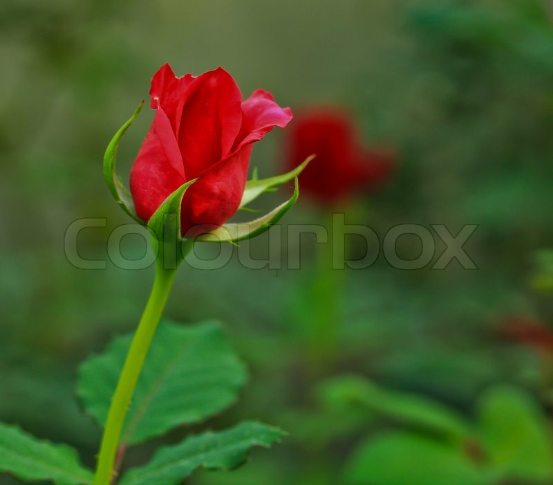 Blomst | Stock foto | Colourbox