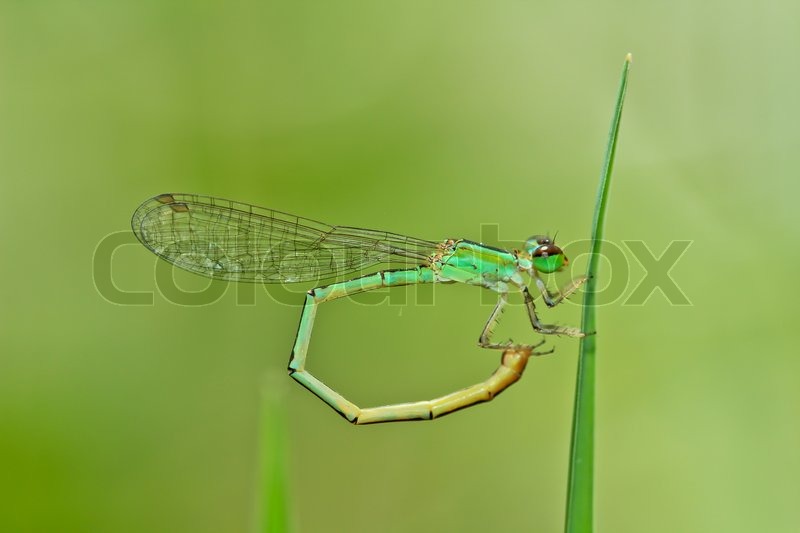 Insekt | Stock Bild | Colourbox