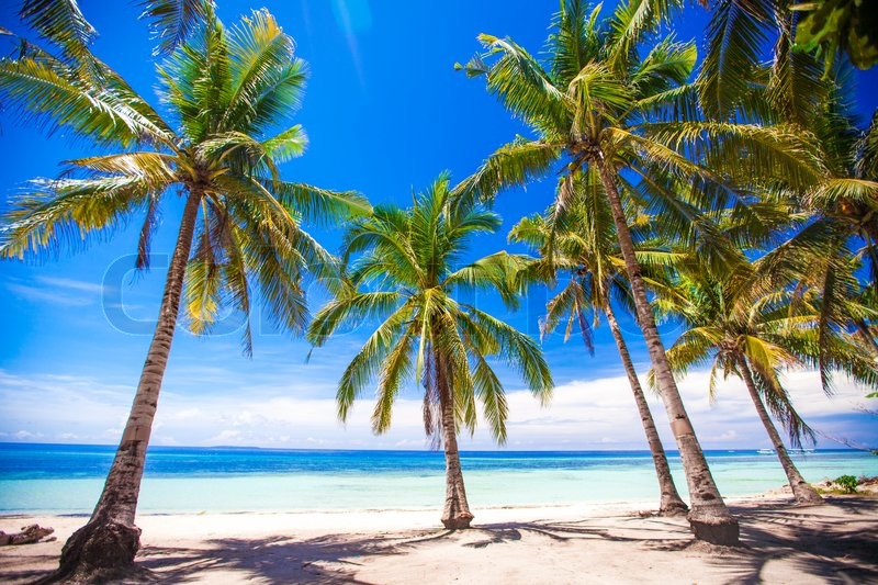 Tropischer Strand mit schönen Palmen ... | Stock Bild | Colourbox