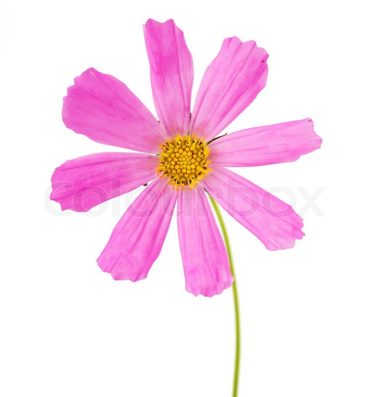 Rosa Cosmea Rose Schöne Kosmos-Blumen | Stock Bild | Colourbox