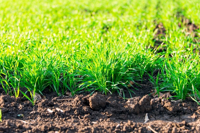 Grün Winterweizen wächst | Stock Bild | Colourbox