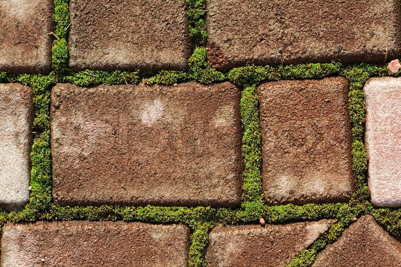 Cobblestone pavement with moss growing ... | Stock image | Colourbox