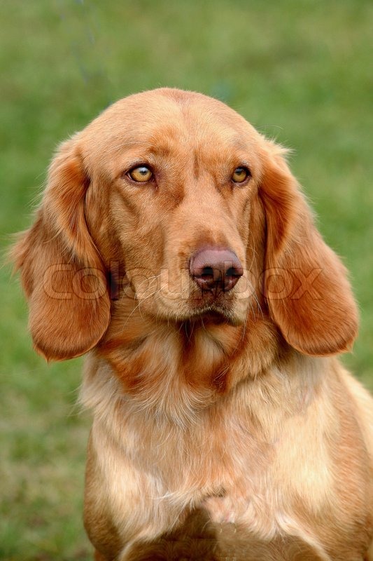 Typical German Spaniel on a summer ... | Stock image | Colourbox