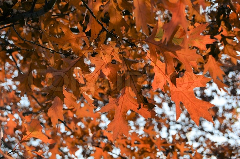 Blätter einer Eiche mit Herbstfärbung | Stock Bild | Colourbox