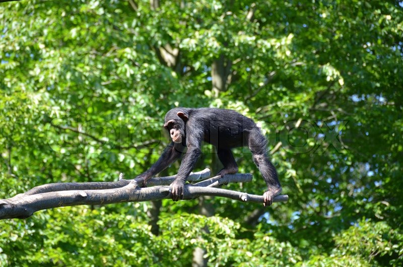 Chimp holding on to branch and walking - ... | Stock foto | Colourbox