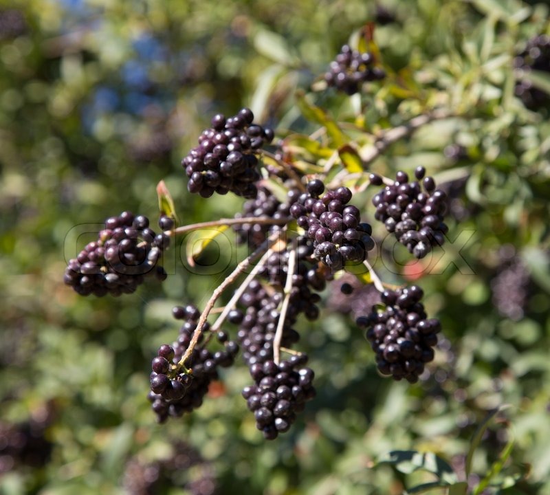 Ligustrum Berries