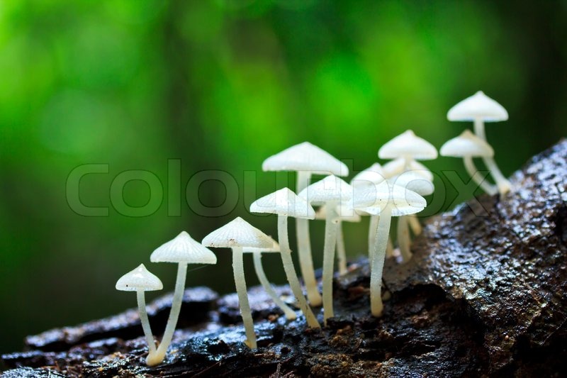 Weiße Pilze in Tropical Rainforest Zone ... | Stock Bild | Colourbox
