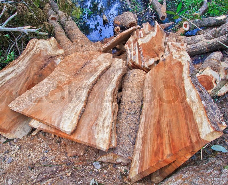 Abholzung | Stock Bild | Colourbox