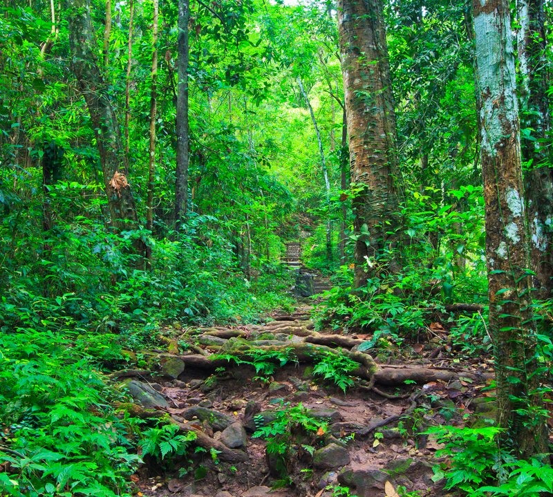 Tropical trail in dense rainforest ... | Stock image | Colourbox
