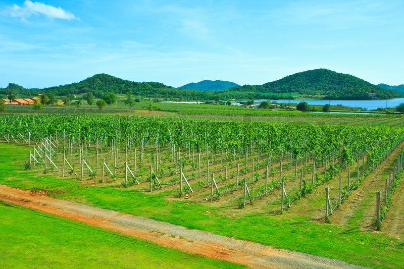 Vineyards Grape farm green | Stock Photo | Colourbox