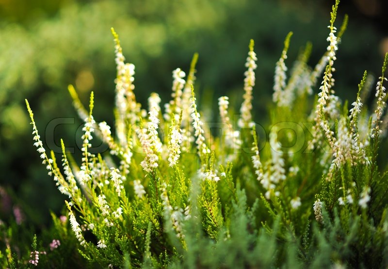 Heide | Stock Bild | Colourbox