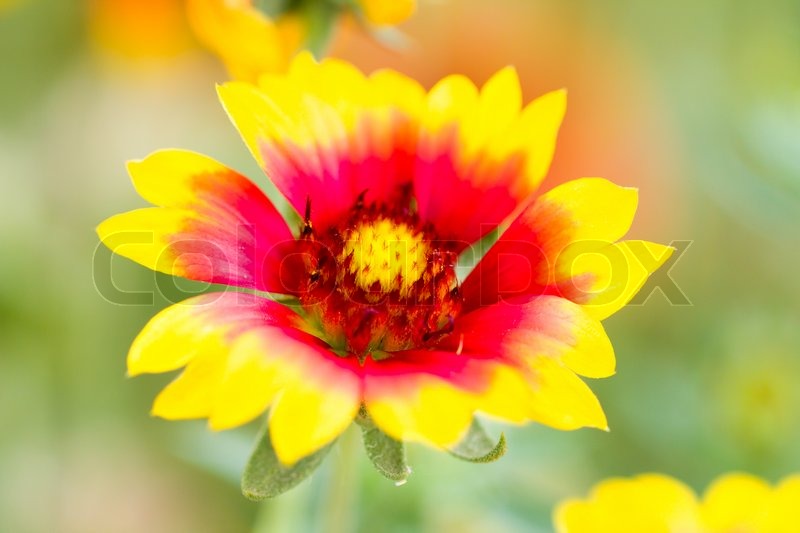 Smuk blomst i naturen | Stock foto | Colourbox