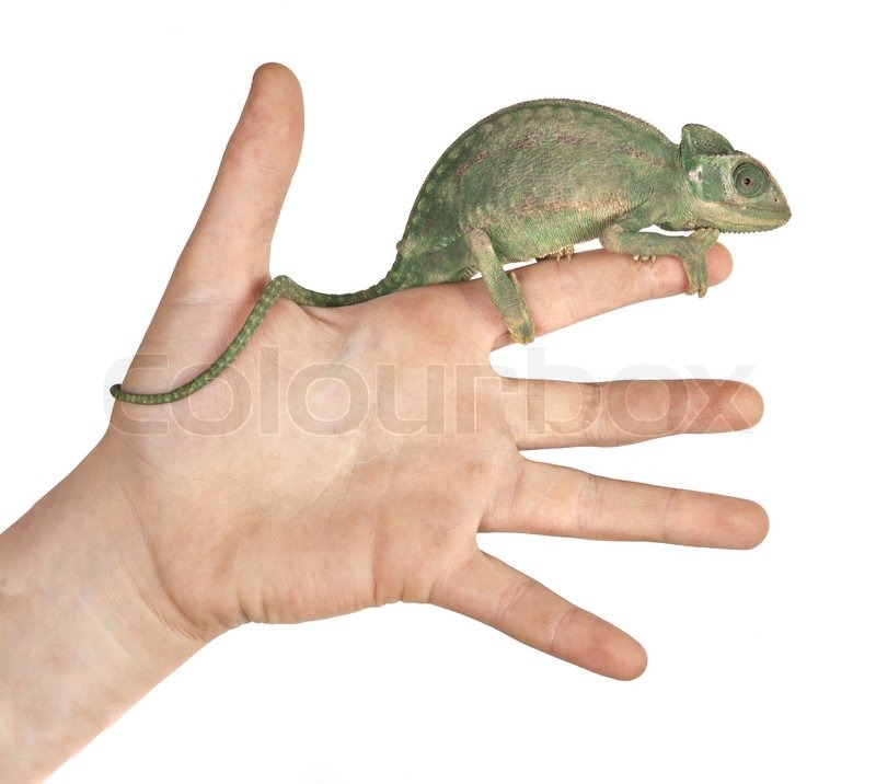 Chameleon on hand | Stock image | Colourbox