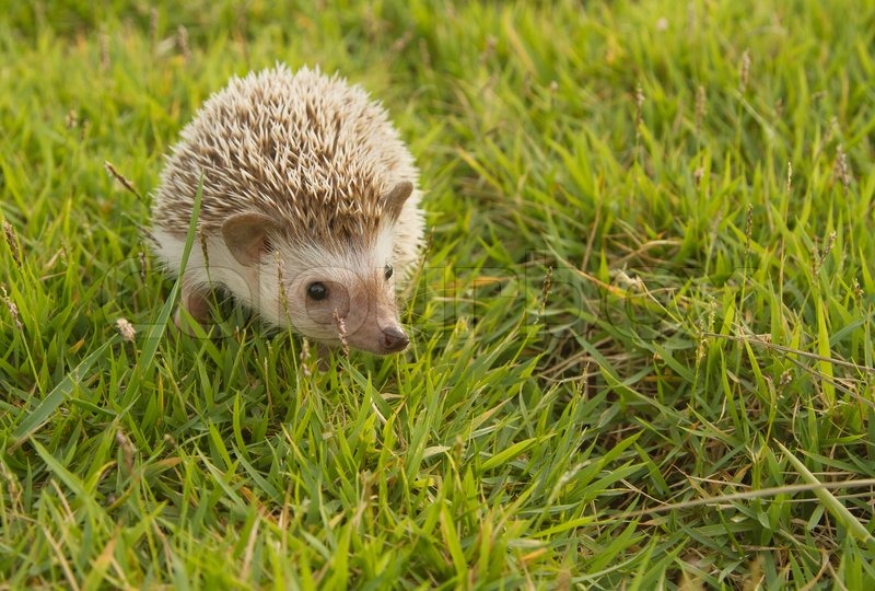 Pindsvin i haven , afrikansk pygmæ ... | Stock foto | Colourbox