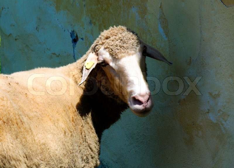 Cute sheep | Stock image | Colourbox