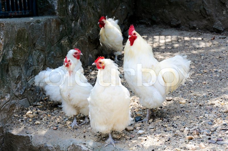 Live White Chicken