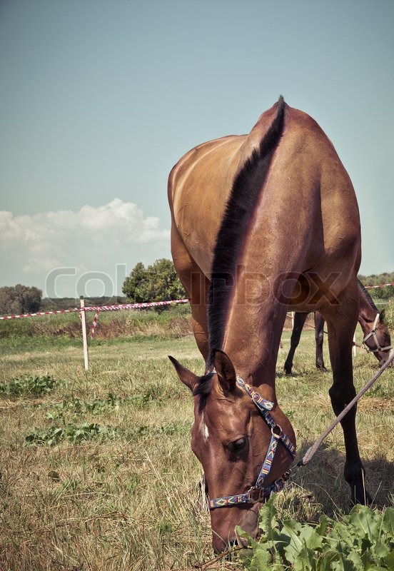 Portrait eines Pferdes | Stock Bild | Colourbox