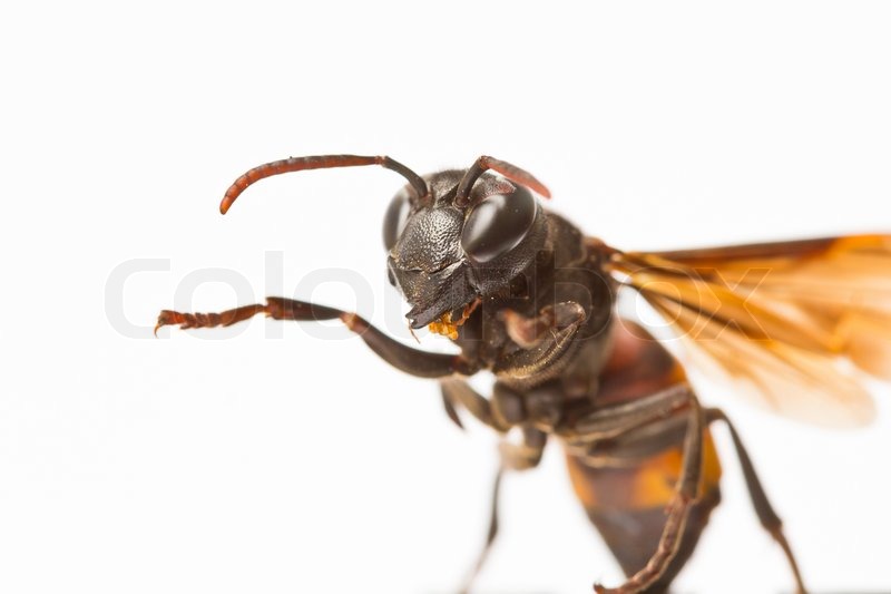 Closeup wasps are aggressive insects | Stock image | Colourbox