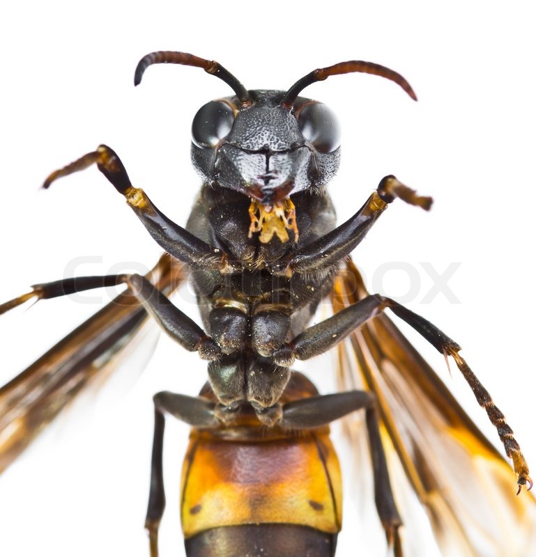 Closeup wasps are aggressive insects | Stock image | Colourbox