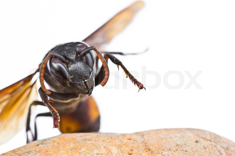 Closeup wasps are aggressive insects | Stock Photo | Colourbox