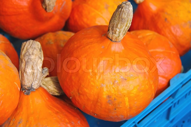 Pumpkin sale on the Dutch market | Stock image | Colourbox