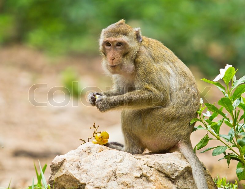 Affe | Stock Bild | Colourbox