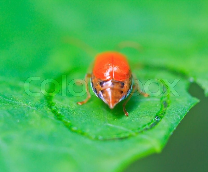 Insekter i tropiske skove asien thailand | Stock foto | Colourbox