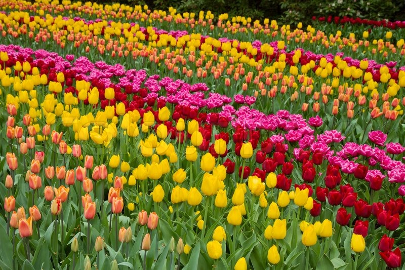 Stripes of multicolored dutch tulips ... | Stock Photo | Colourbox