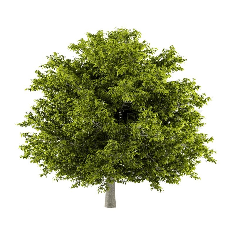 Tree isolated. Aesculus hippocastanum | Stock image | Colourbox