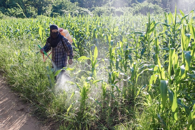 Farmer Spraying Insecticides