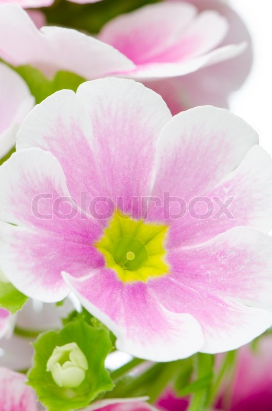 Closeup of pink primrose on white ... | Stock image | Colourbox
