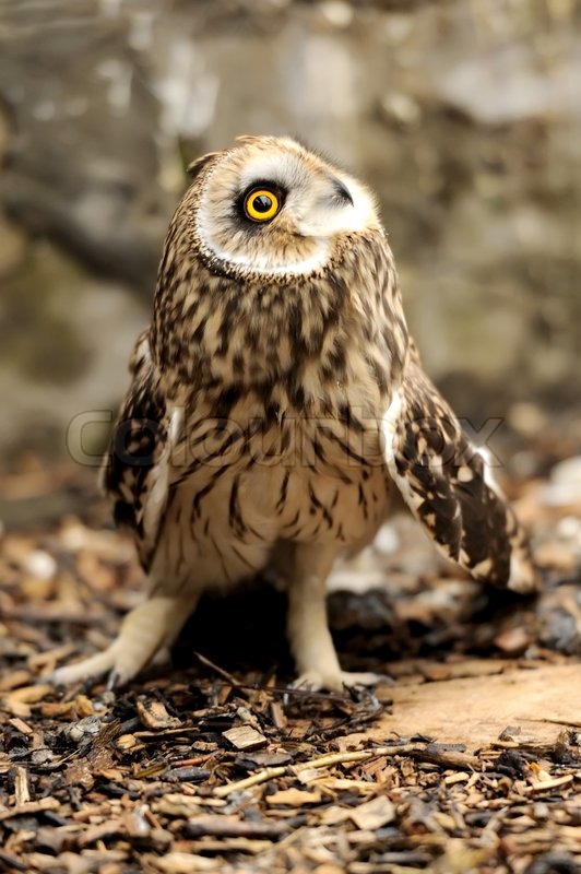 Junge Eule | Stock Bild | Colourbox
