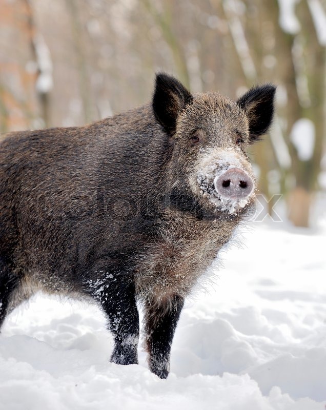 Wild boar in winter forest | Stock image | Colourbox