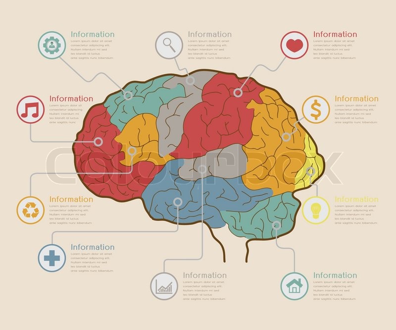 Infographic Elements , Brain concept , ... | Stock vector | Colourbox