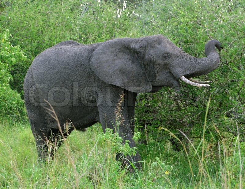 Elefant in Uganda | Stock Bild | Colourbox