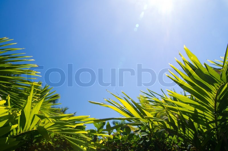 Palme | Stock Bild | Colourbox